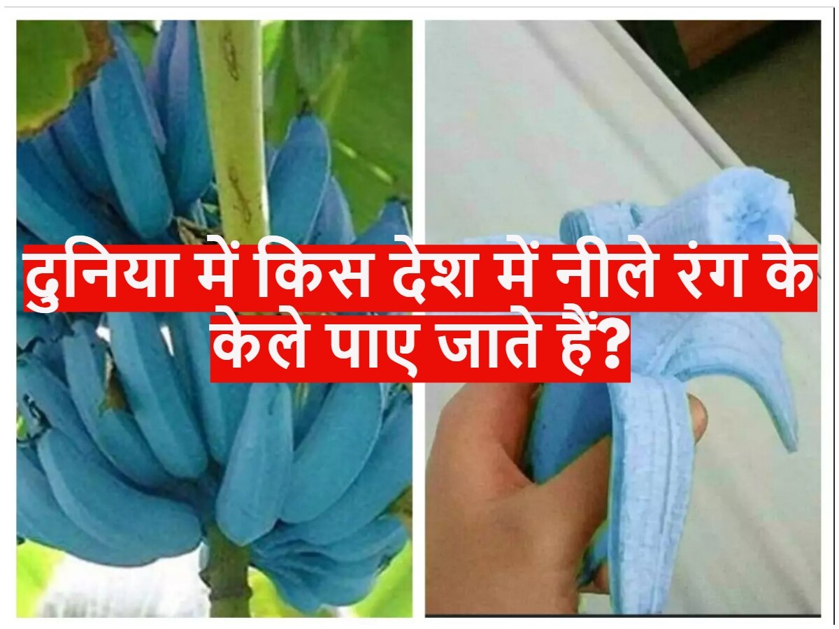 GK trending Quiz In which country in the world are blue colored bananas ...