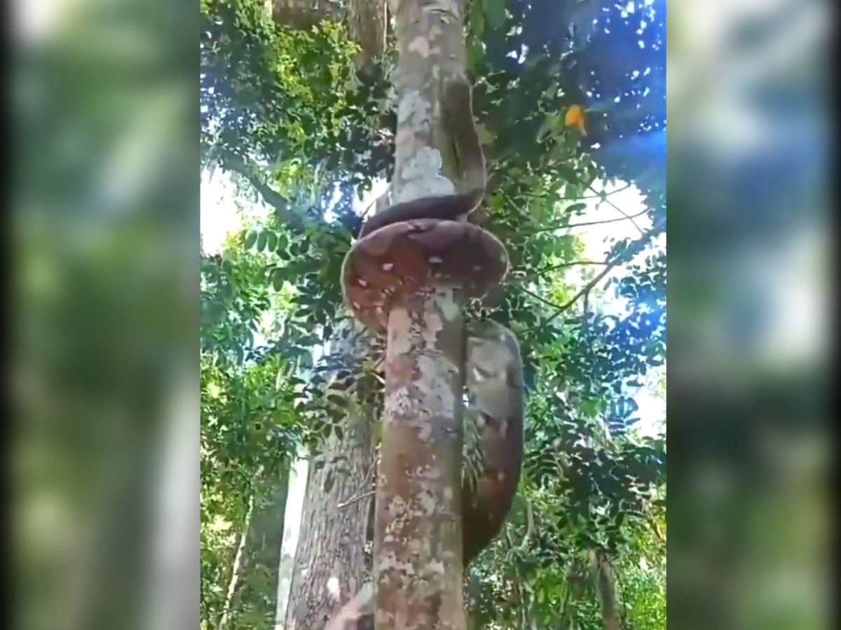 Snake Video How snakes climb tall and tall trees by making bangles ...