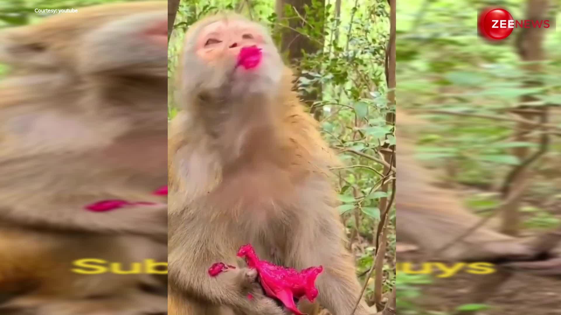owner did not give lipstick to the monkey so she painted her lips with ...