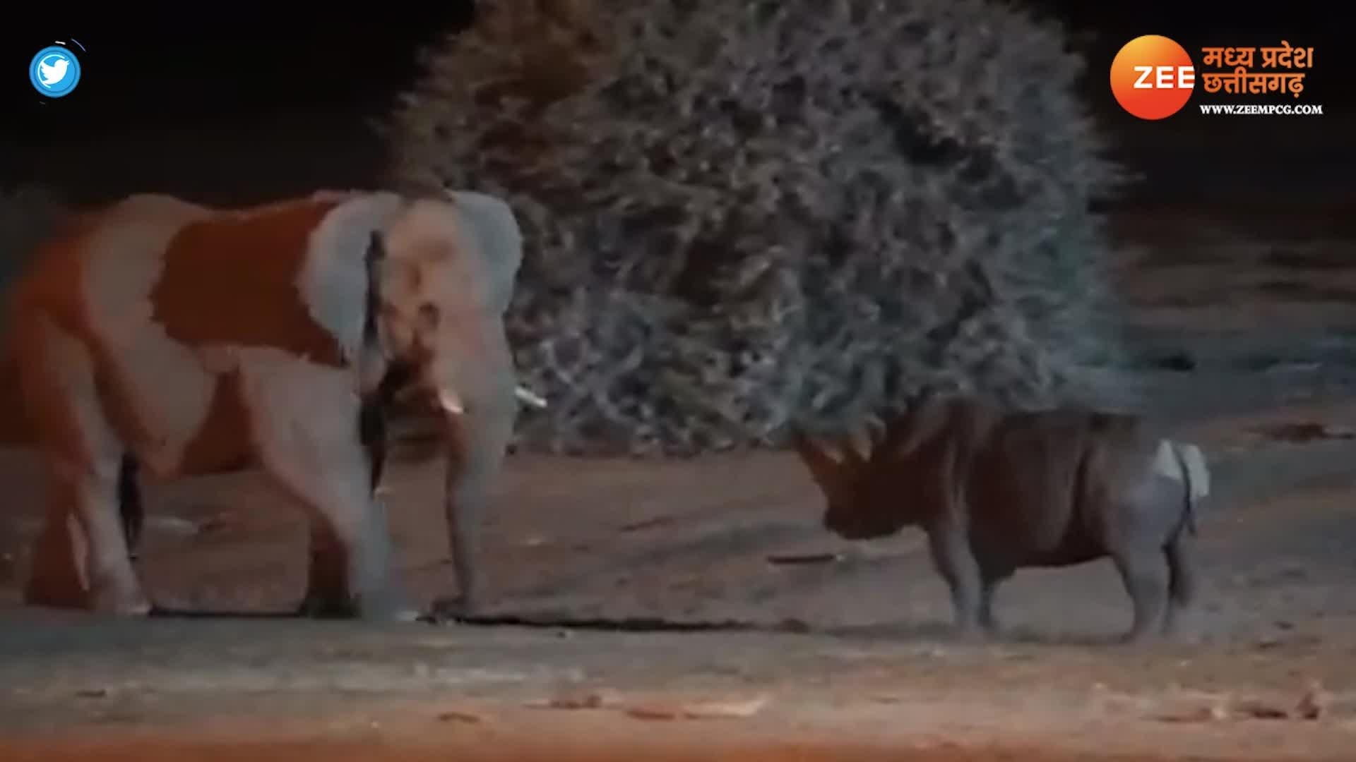 Viral Video Rhinoceros and elephant fight see what happened then Hathi or gande ki ladai video ...