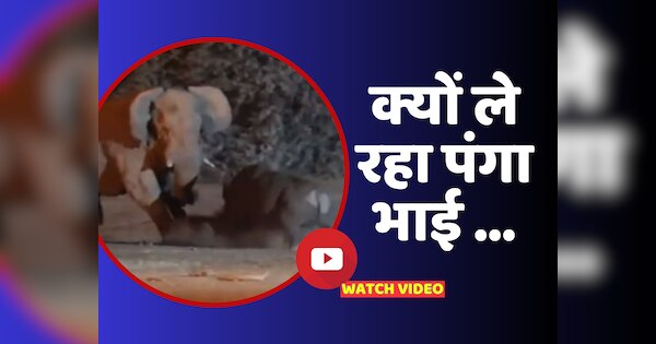 hathi aur gende ki jabardast ladai ka video viral elephant vs rhino fight giant elephant fight ...