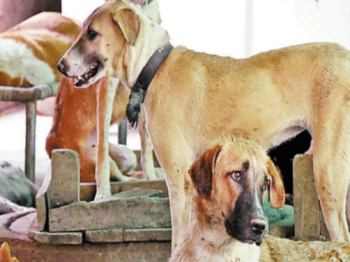 Guwahati: Now dog meat can be sold in this state, the High Court ...