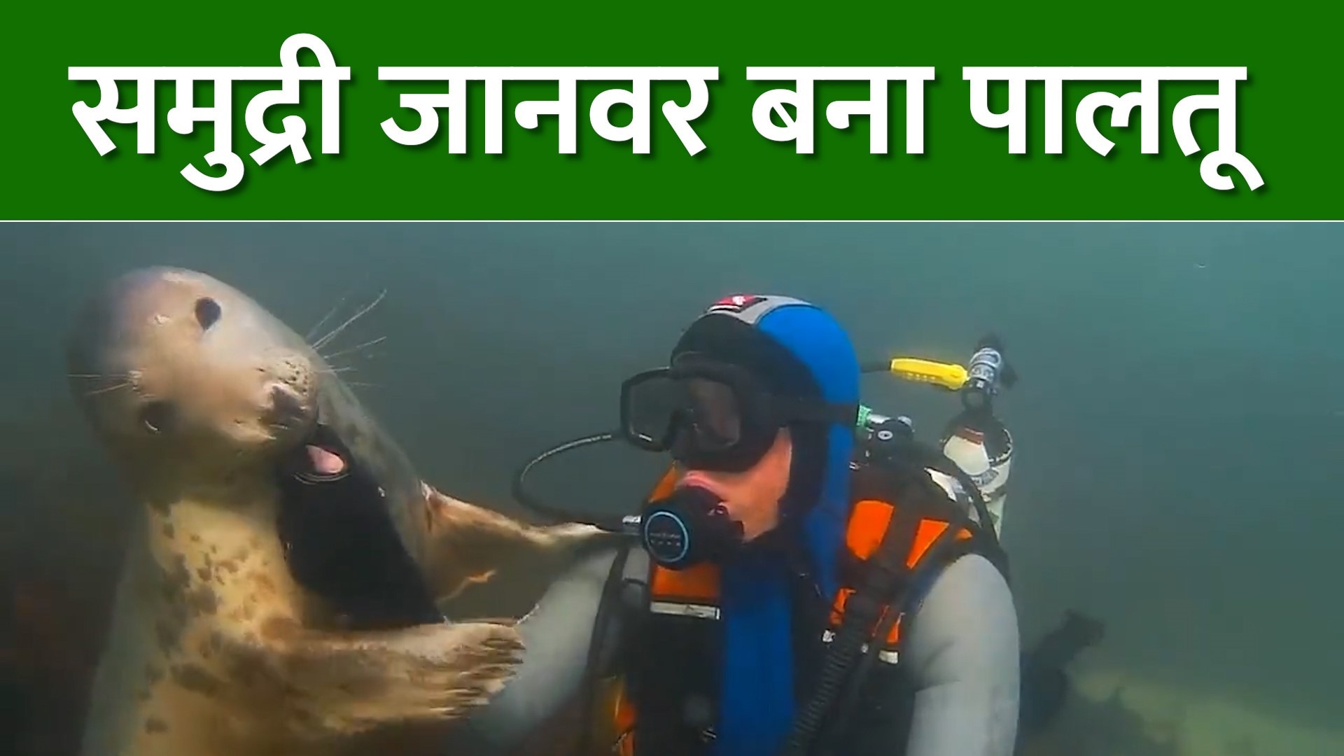 man made pet to sea animal seal video goese viral | Video: शख्स ने ...