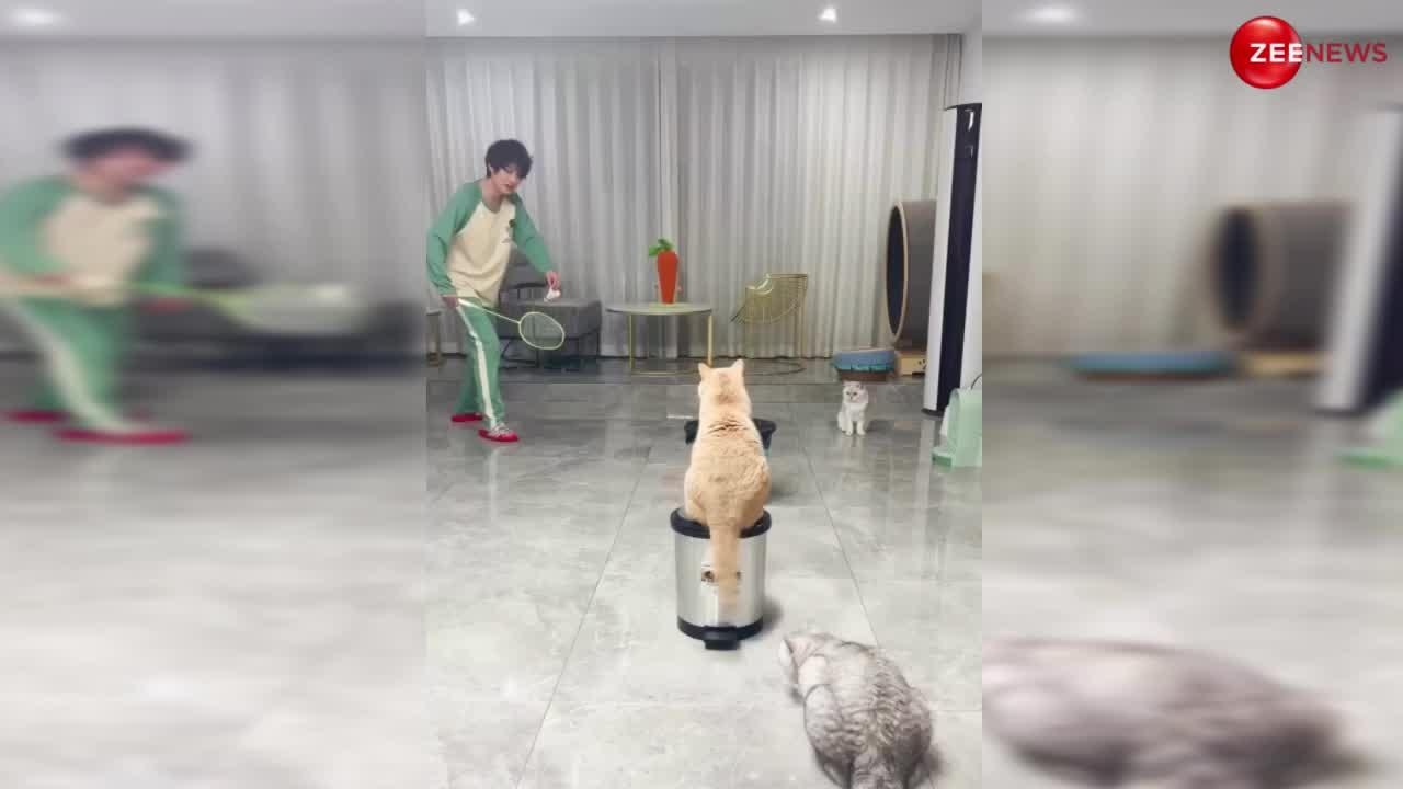cats play badminton with the human viewers could not believe watch ...