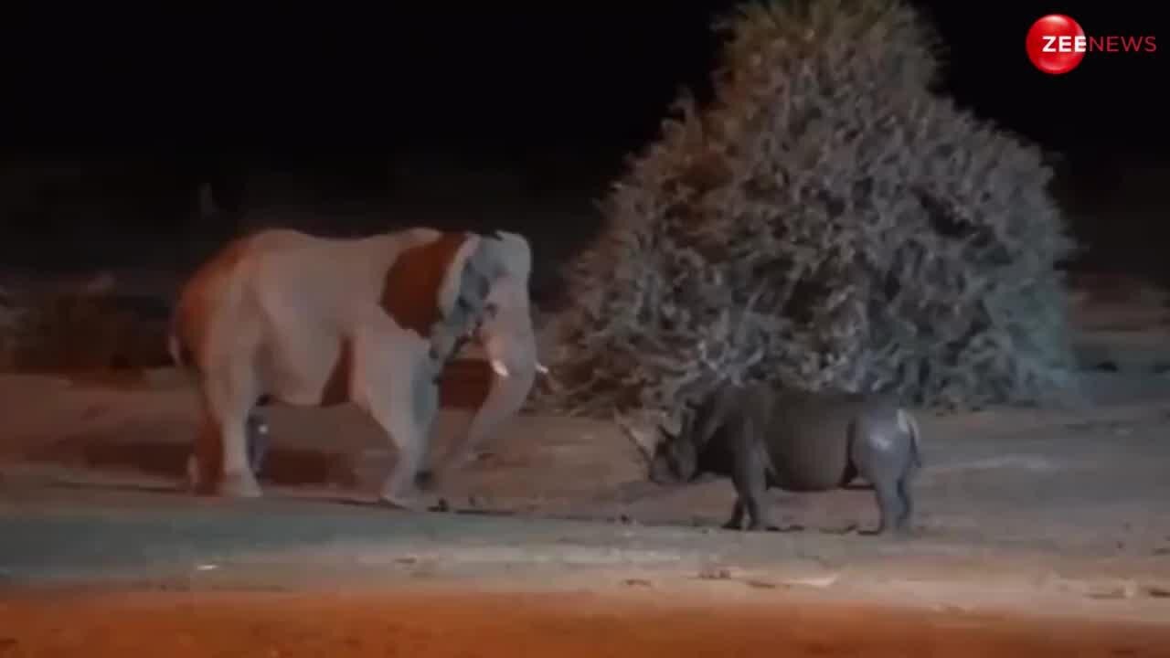 elephant extreme fight with rhino watch hathi gende ki ladai ka video | Elephant And Rhinoceros ...