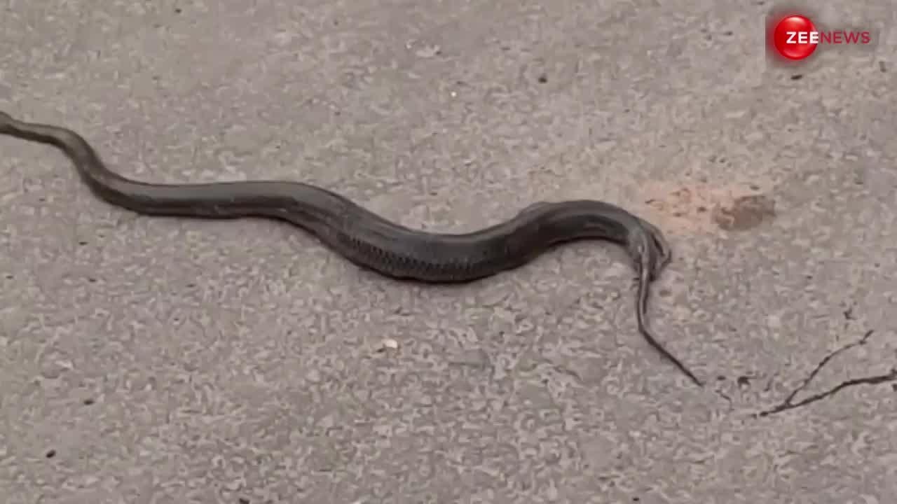 Cobra gave birth to 6 children together first time people saw such a ...