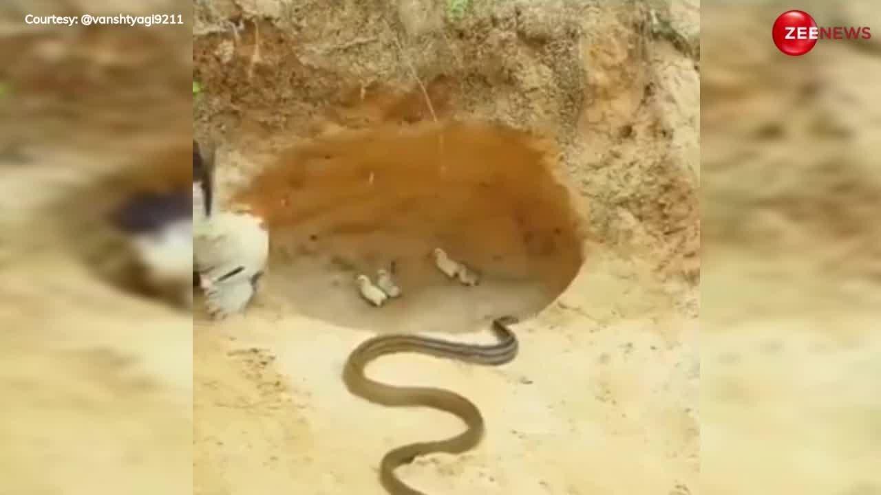 hen fought alone with king cobra for her child after the rooster fled ...