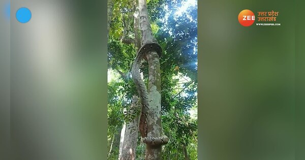 Python Video Ajgar climbed the tree roaming round and round like a ...
