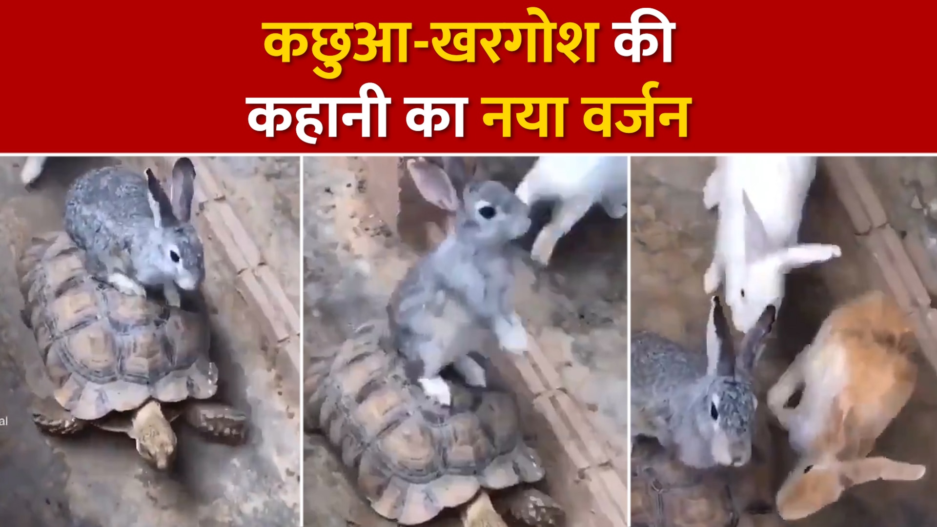 Tortoise rabit childhood story new version video viral khargosh ne ...