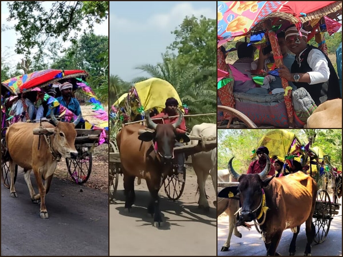 Kanker Bailgadi Me Anokhi Barat Gondwana Samaj Unique Wedding ...
