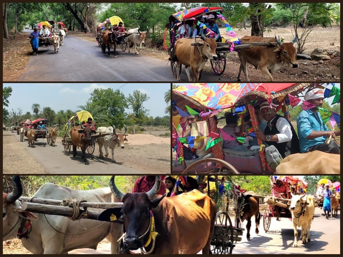 Kanker Bailgadi Me Anokhi Barat Gondwana Samaj Unique Wedding ...
