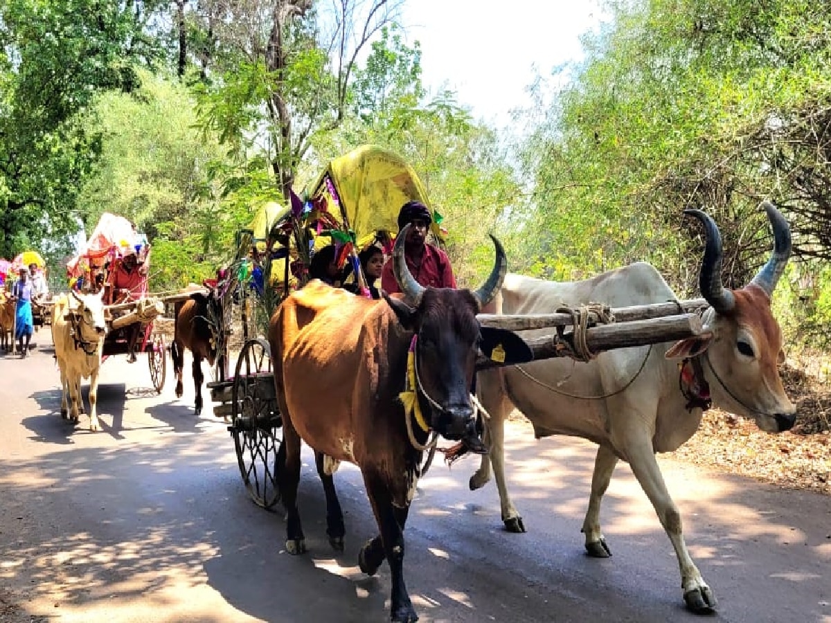 Kanker Bailgadi Me Anokhi Barat Gondwana Samaj Unique Wedding ...