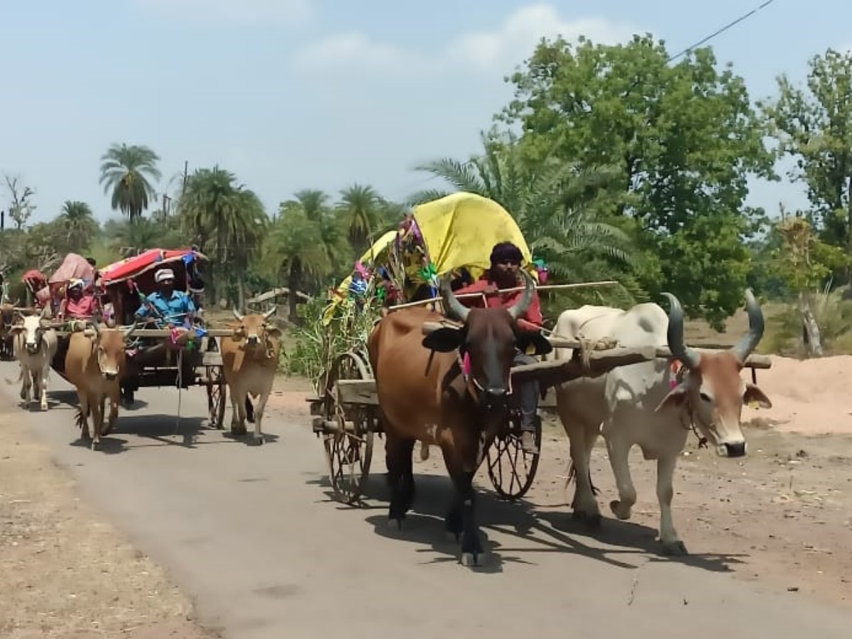 Kanker Bailgadi Me Anokhi Barat Gondwana Samaj Unique Wedding ...