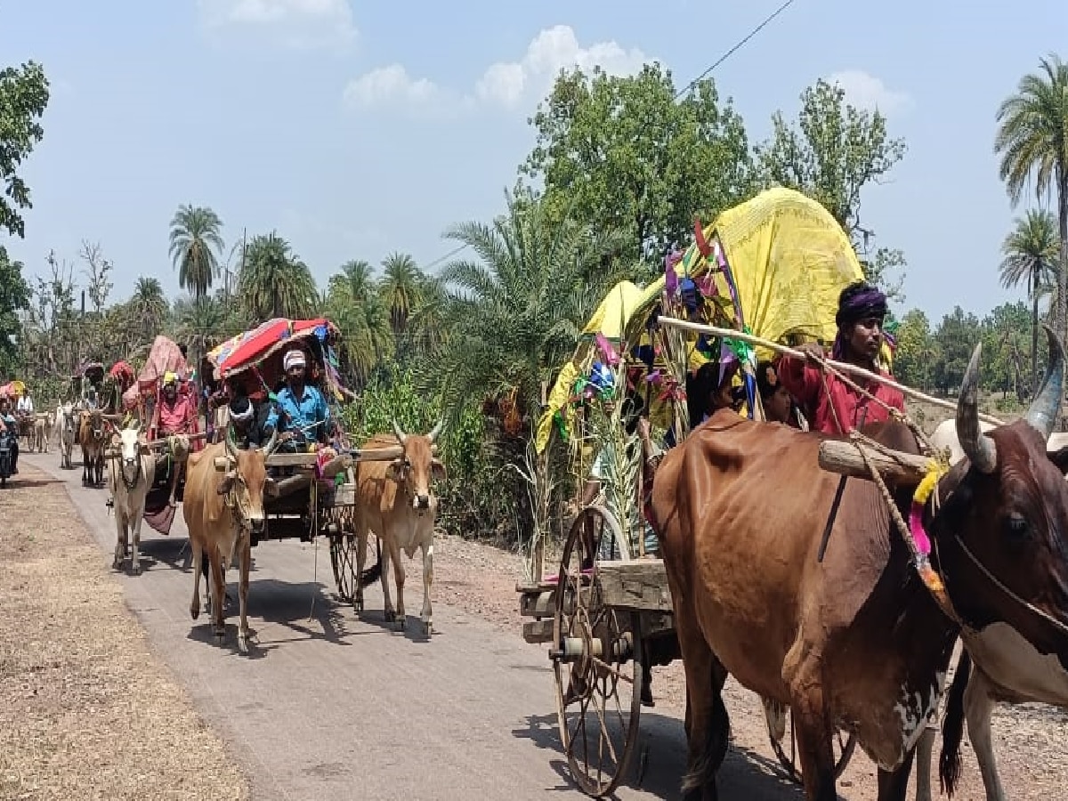 Kanker Bailgadi Me Anokhi Barat Gondwana Samaj Unique Wedding ...