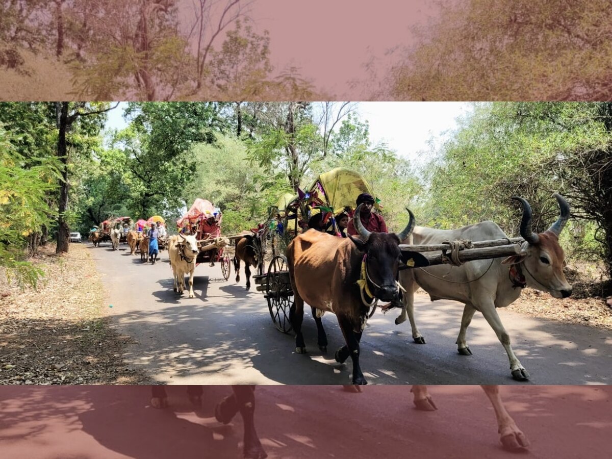 Kanker Bailgadi Me Anokhi Barat Gondwana Samaj Unique Wedding ...