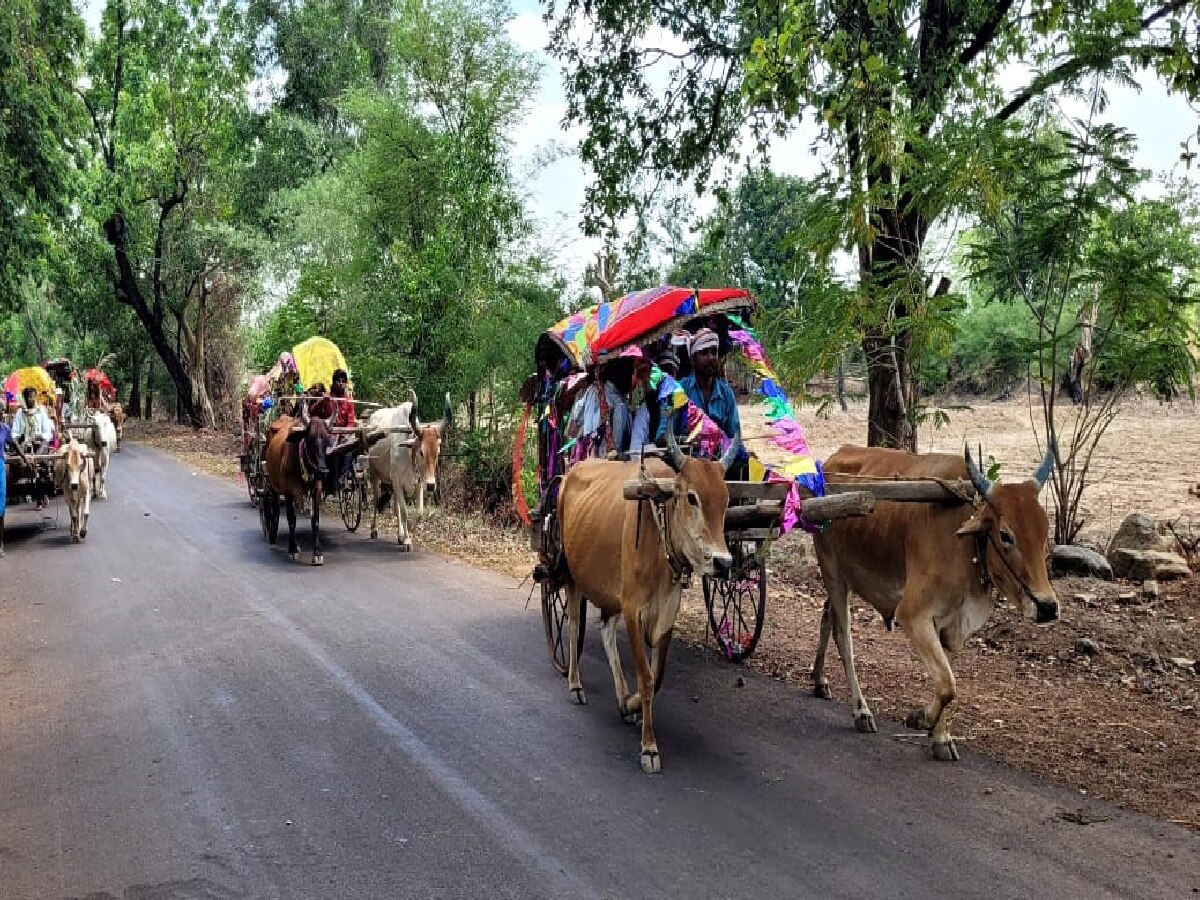 Kanker Bailgadi Me Anokhi Barat Gondwana Samaj Unique Wedding ...