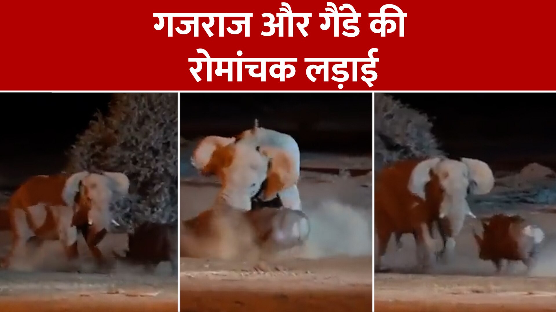 Elephant and rhinoceros fight viral video haathi or gende ki ladai ka video | Viral Video: जंगल ...