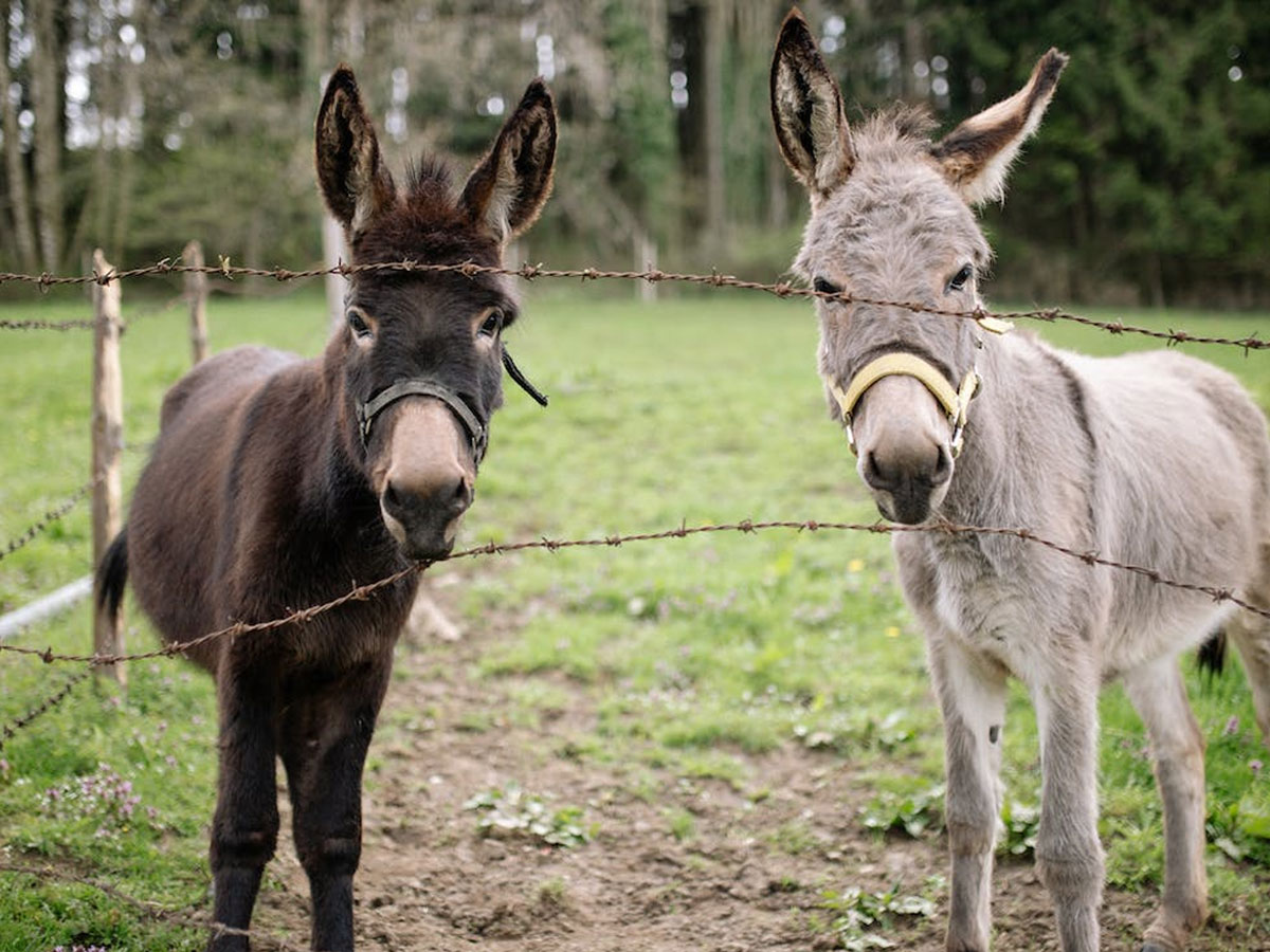 donkeys population rises in pakistan economic survey 2022 reports ...
