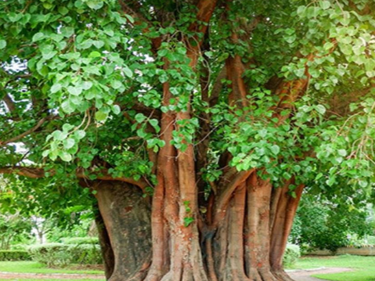 Ashada Amavasya 2023 date Shubh muhurat snan time pitra dosh dur krne ...