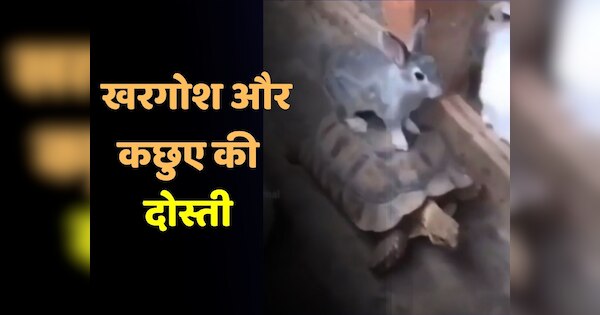 Video of rabbit and tortoise going viral you will be stunned to know ...