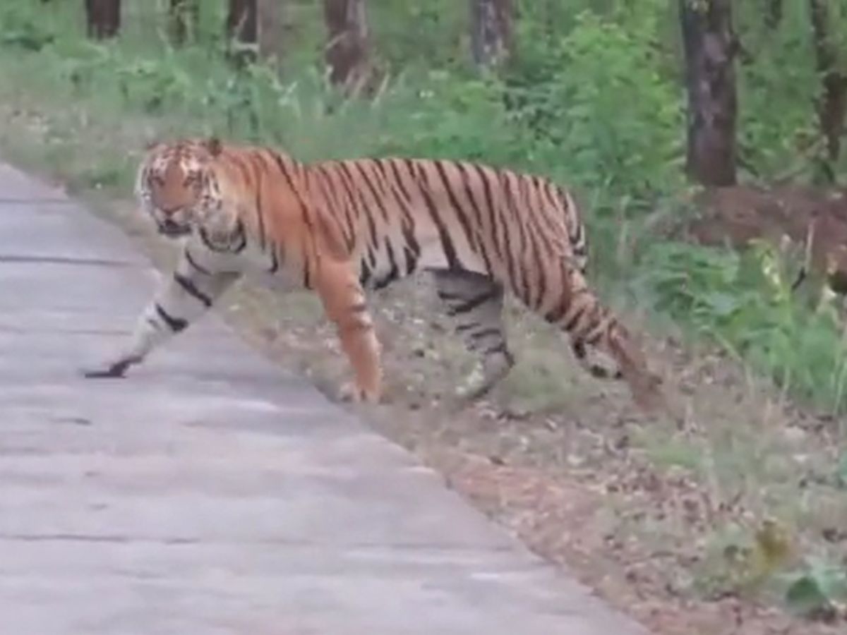 Tiger came out of forest people heartbeat became faster watch viral ...