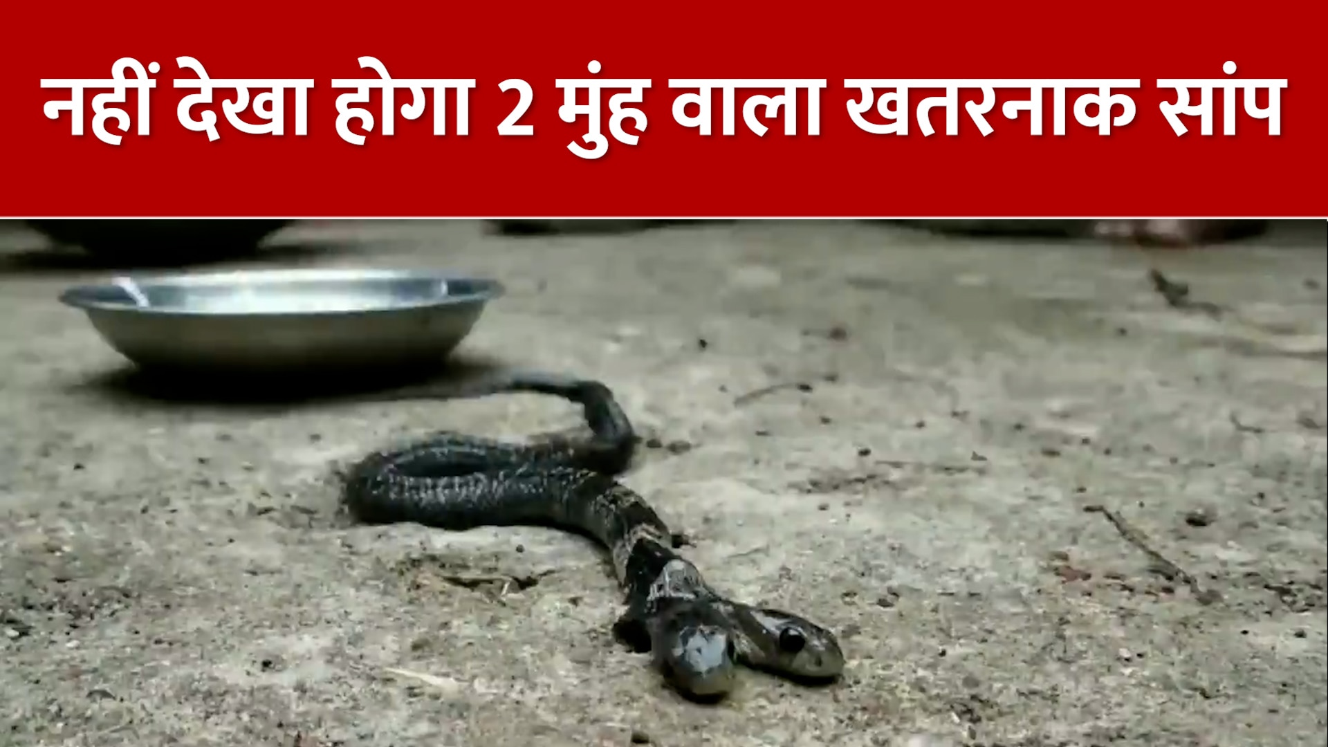 cobra snake with two face 2 muh wala saap video gone viral on twitter ...