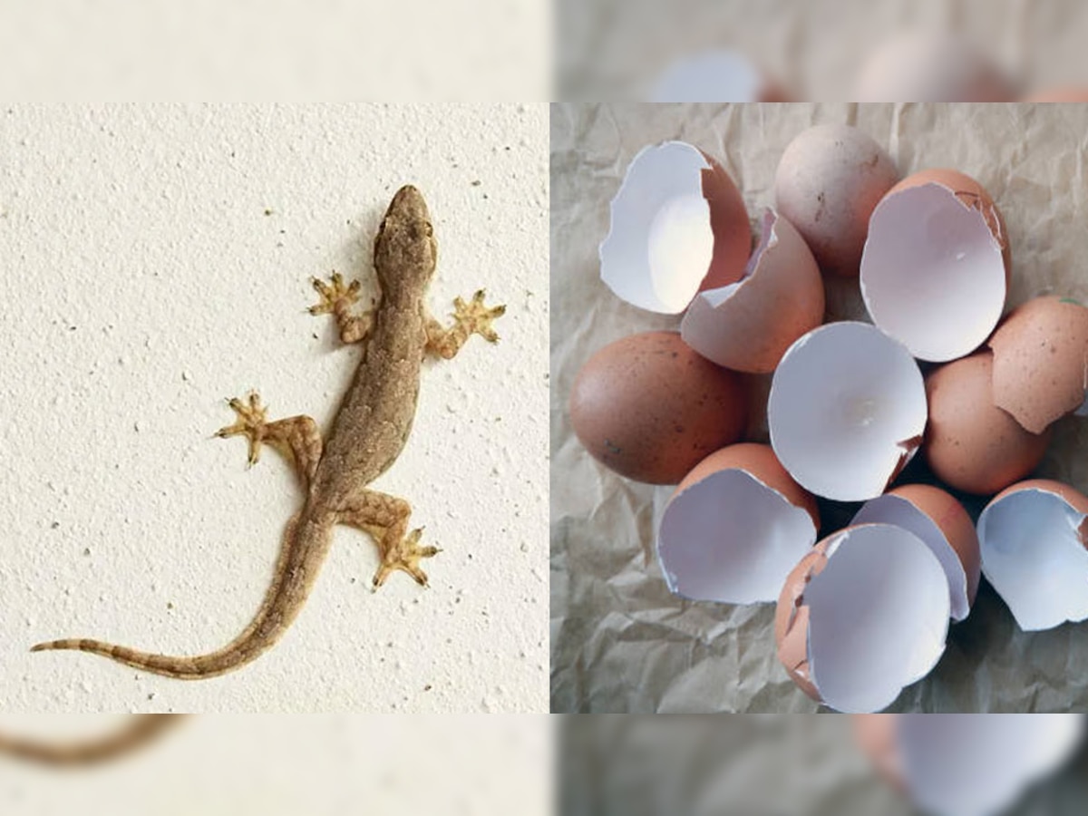 How to Keep Lizards Out of Home Premises Gesko chipkali Bhagane ke Upay ...