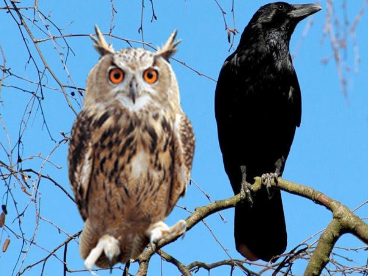 Good Omen: घर में दिखे ये पक्षी को समझ जाएं चमकने वाला है भाग्य, मां ...