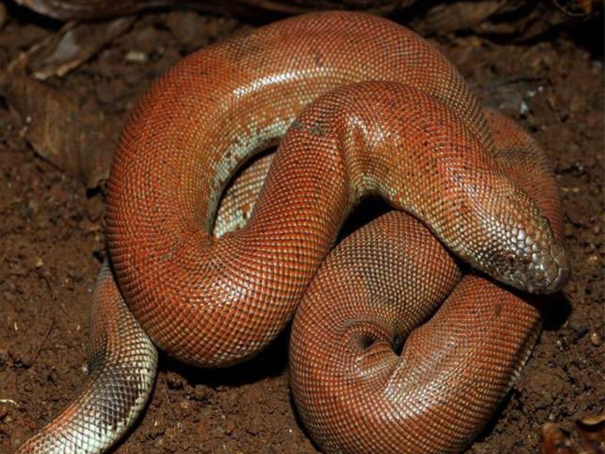 Shakun Apshakun Shastra very auspicious to see these animals like ...