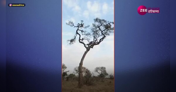 Leopard and Monkey funny viral video wildlife safari trending reel in ...