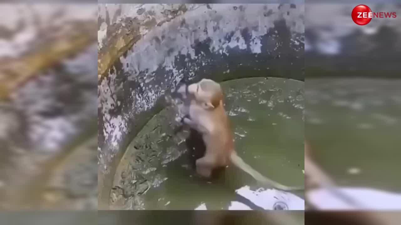 mokey trying to save cat life jumped in well like hero viral video ...