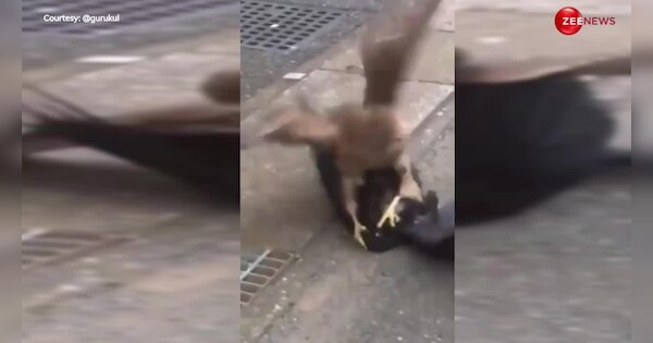 hawk kills crow with both hands scariest fight his girlfriend hunting ...