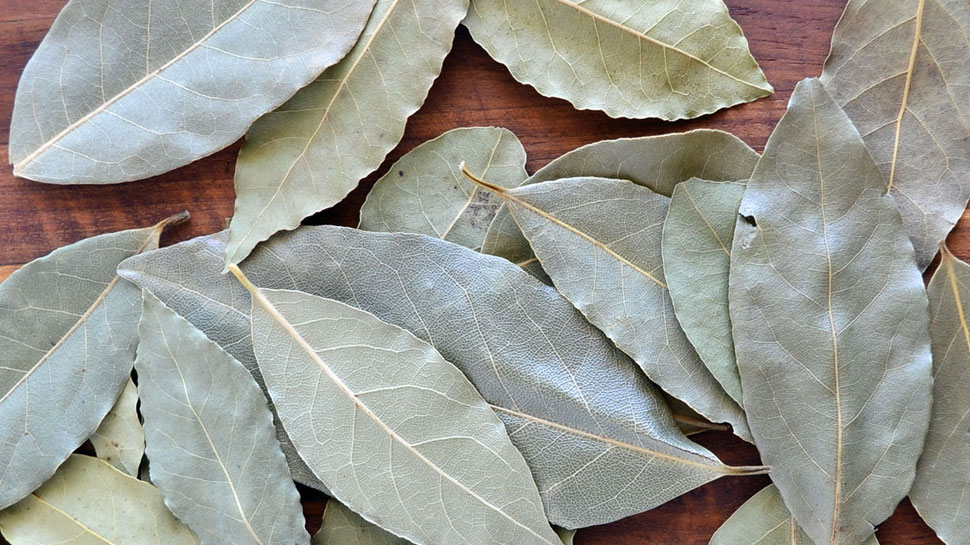 What Are the 5 Major Benefits of Bay Leaf You should know Tez patte ke ...