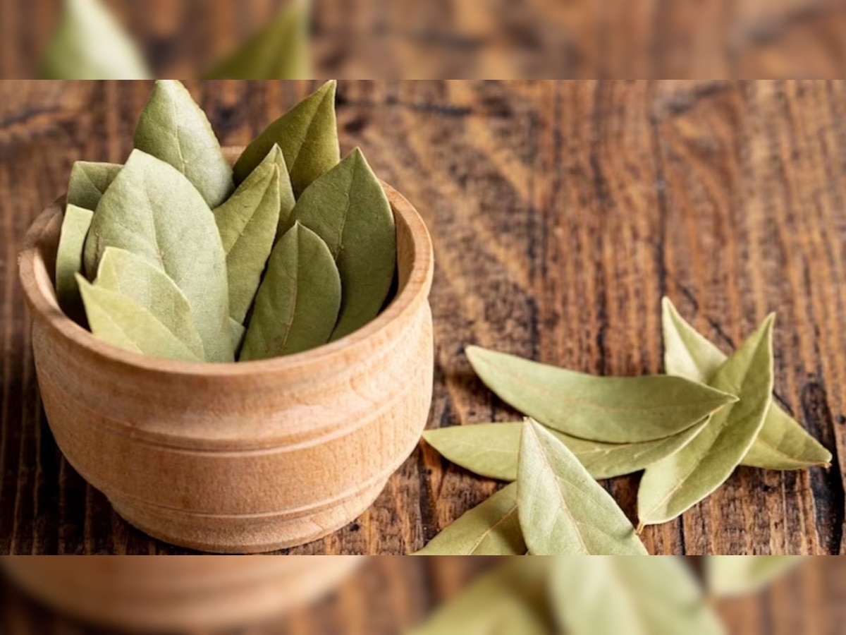What Are the 5 Major Benefits of Bay Leaf You should know Tez patte ke ...