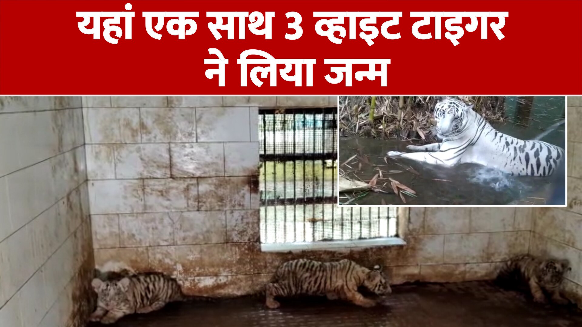 Bhilai Maitri Bagh white female tiger gave birth to 3 cubs | VIDEO ...