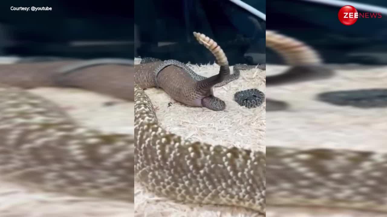 cobra gave birth to live children one by one no one has seen such video ...