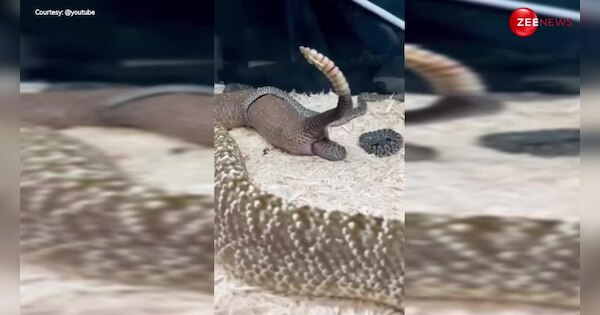 cobra gave birth to live children one by one no one has seen such video ...