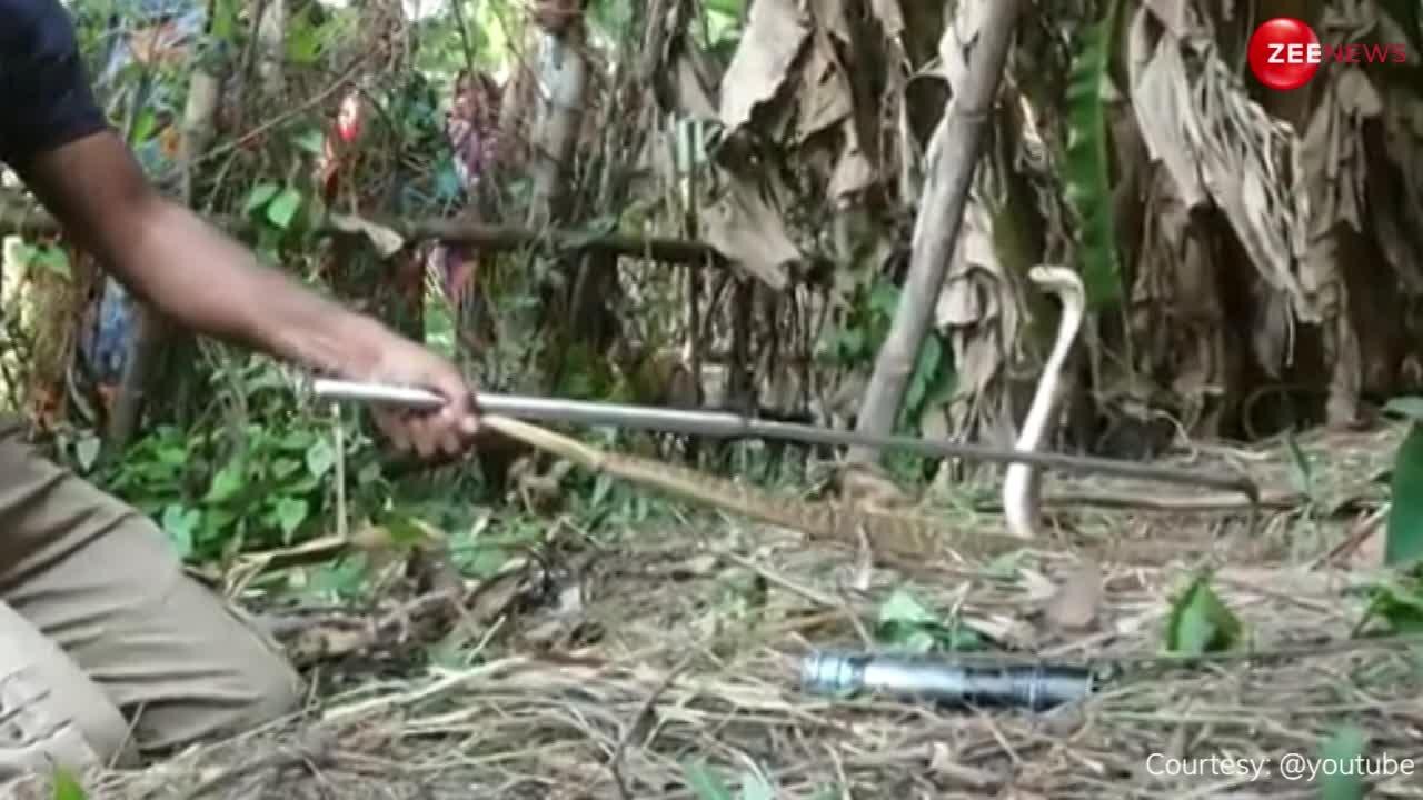 King Cobra spit poison directly in eyes dangerous rescue video went ...