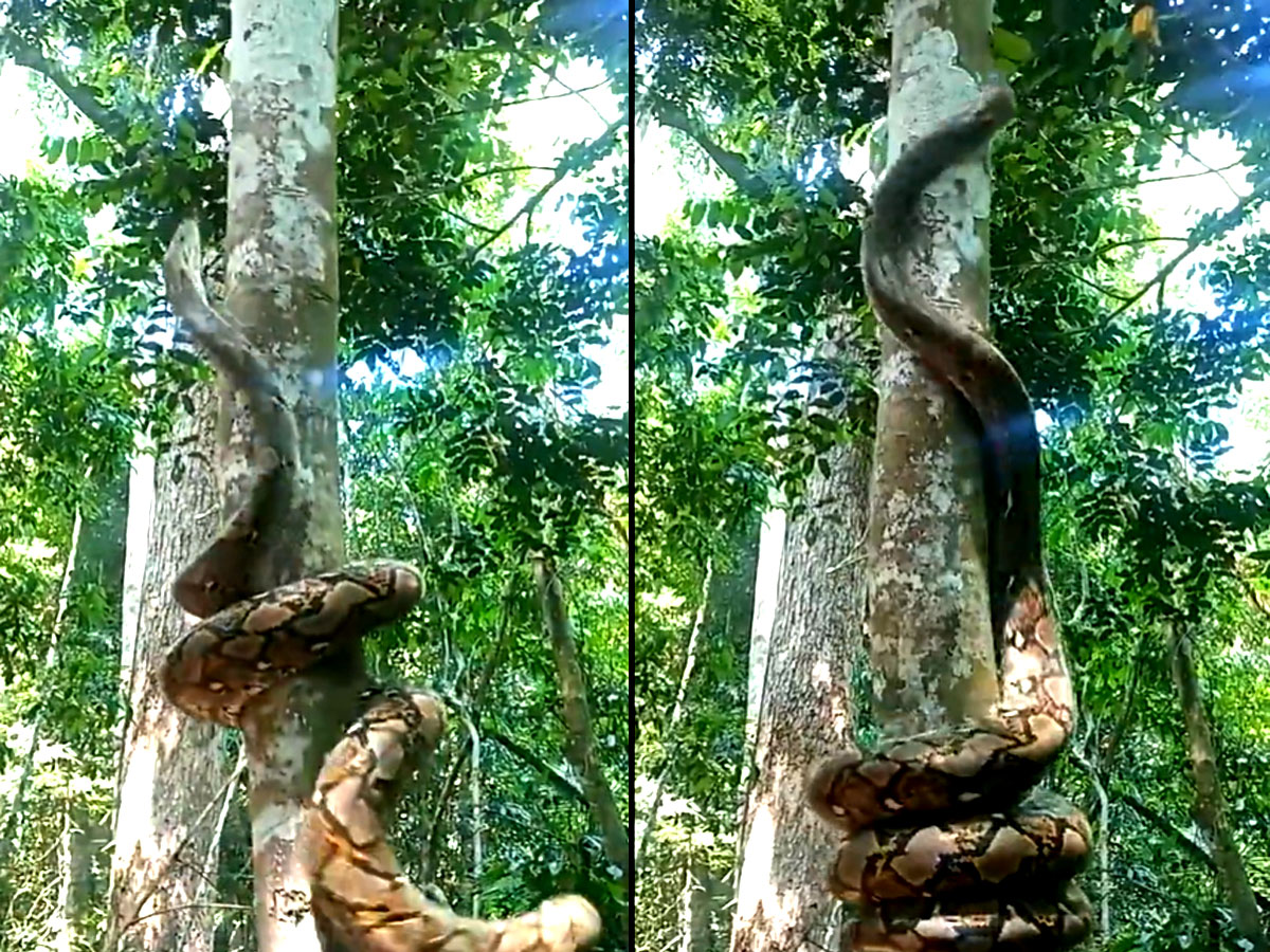 trending today heavy azgar climbing on tree in speed interesting video ...