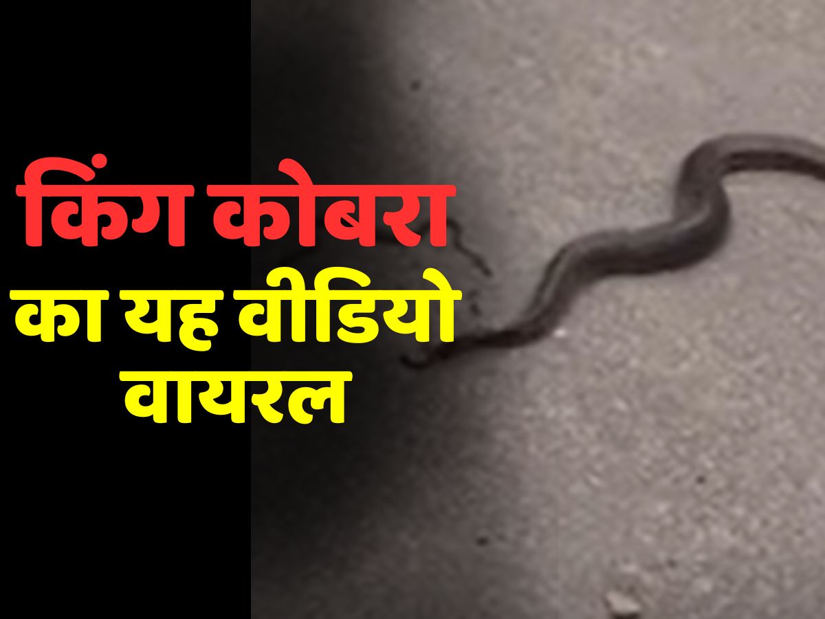 Watch King Cobra gave birth to 6 children together first time people ...