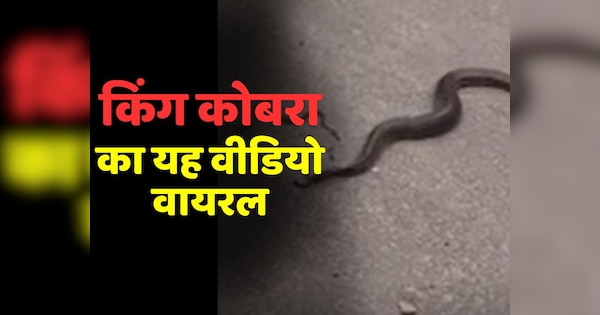 Watch King Cobra gave birth to 6 children together first time people ...