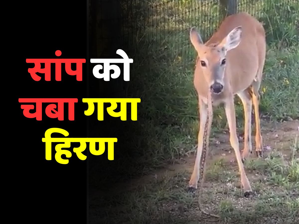 Hiran Ka Video Deer chewed snake and ate it people were surprised to ...