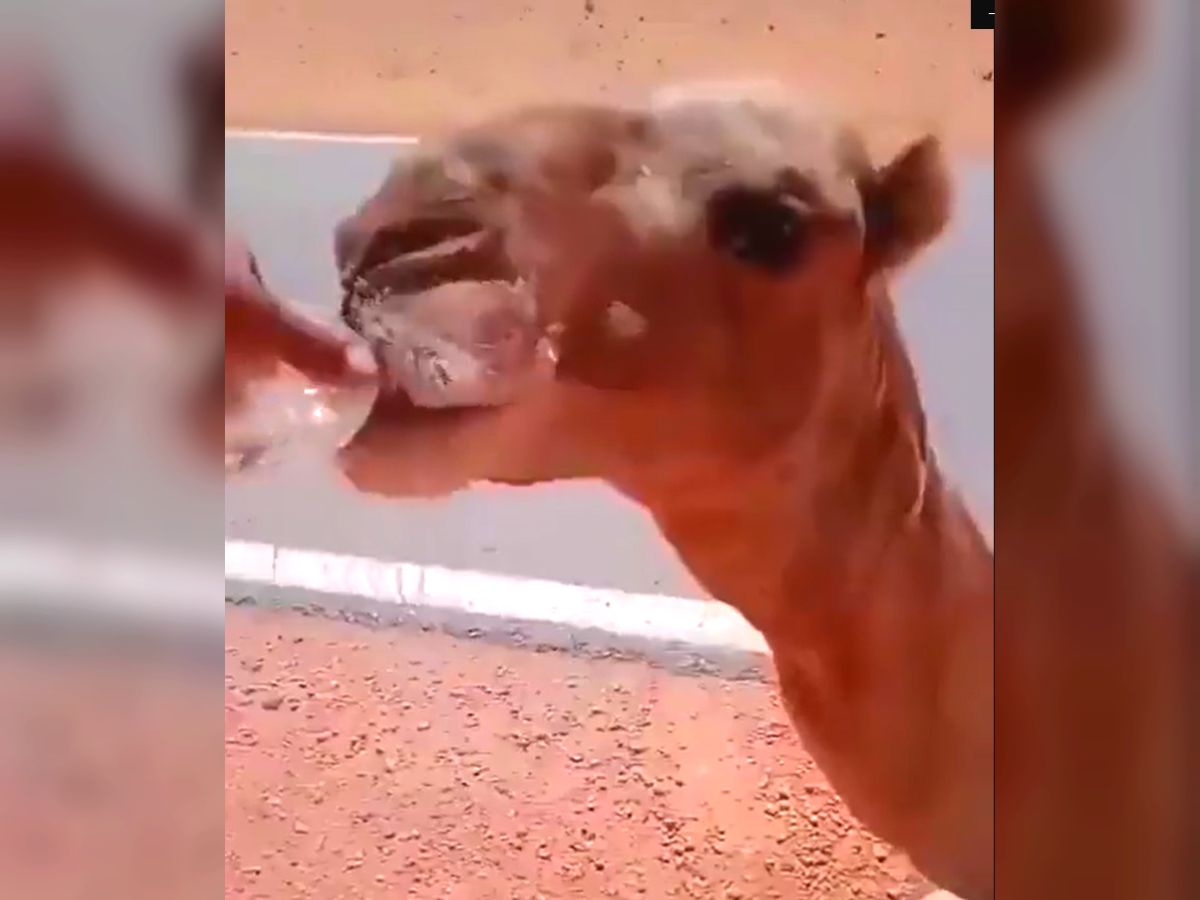 Animal video person fed water to thirsty camel troubled by heat watch ...