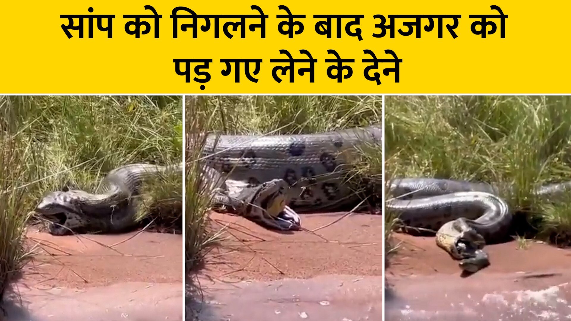 Giant python eat big snake and python was in bad condition Video goes ...