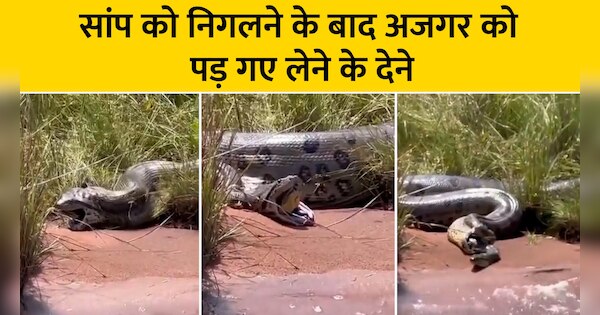 Giant python eat big snake and python was in bad condition Video goes ...
