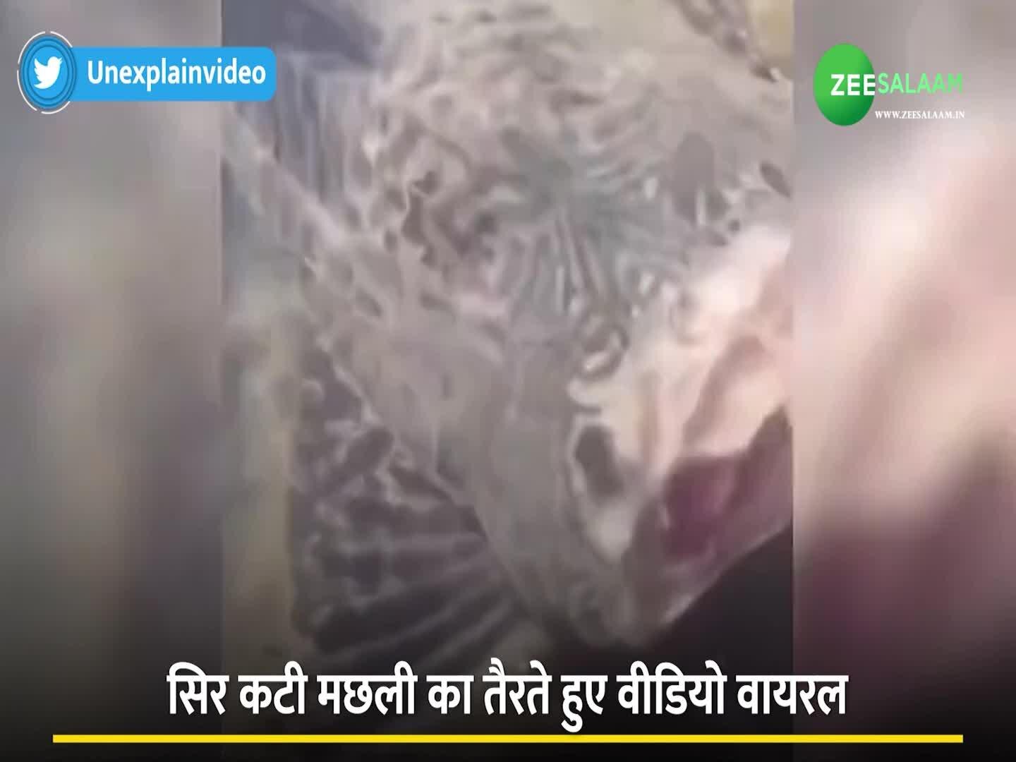viral video of headless fish swim in water | Fish Viral Video: क्या ...