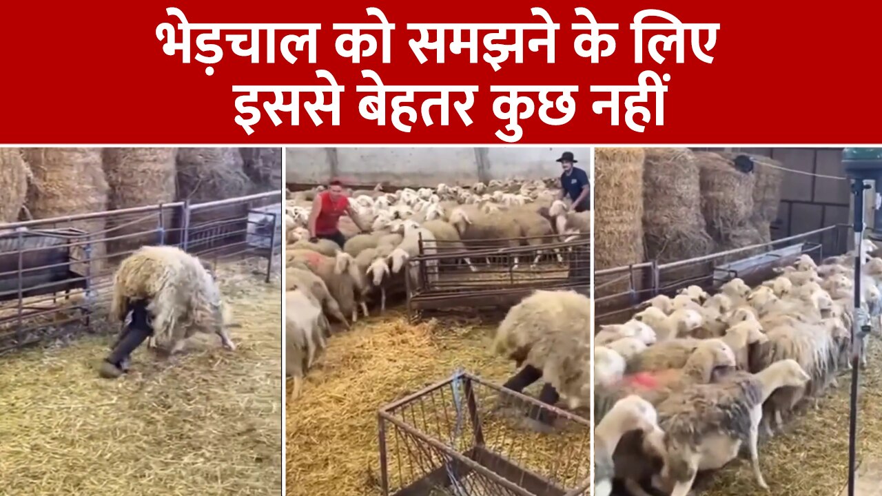 Bhedchal Video Viral Flock of sheep follow man wearing sheep dress ...