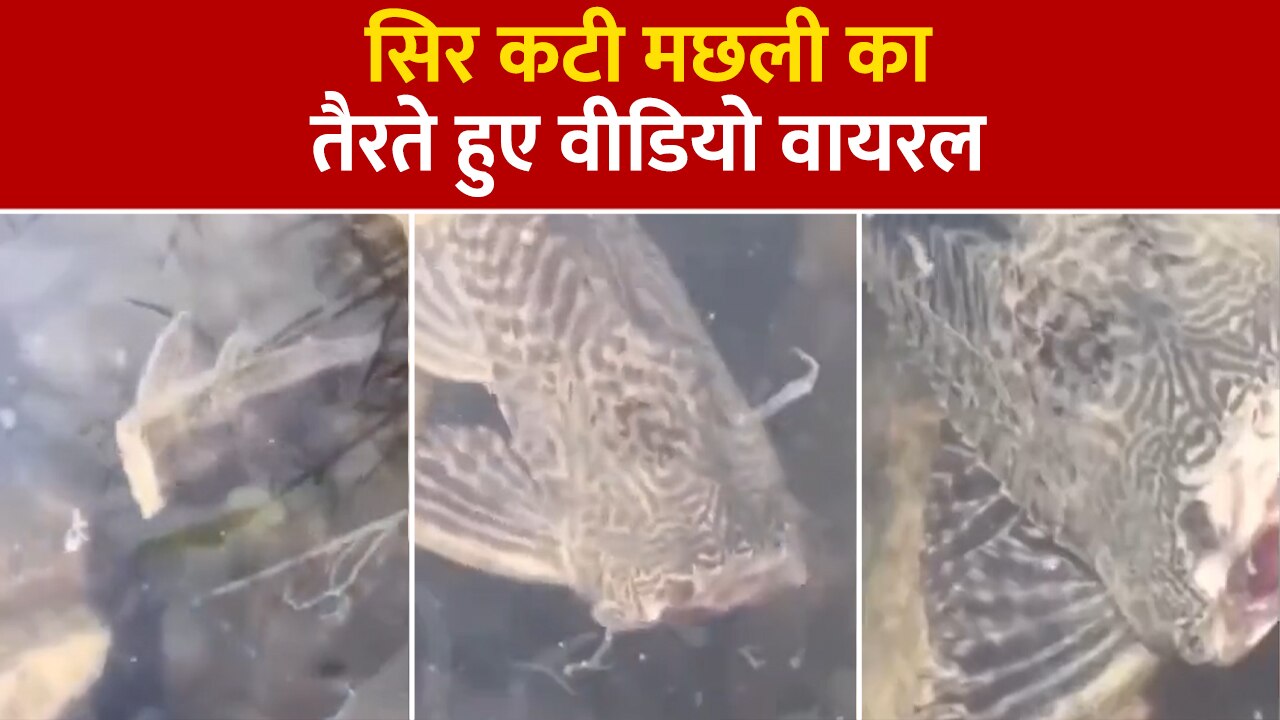 Ajab gajab Fish without head seen swimming in water video goes viral ...