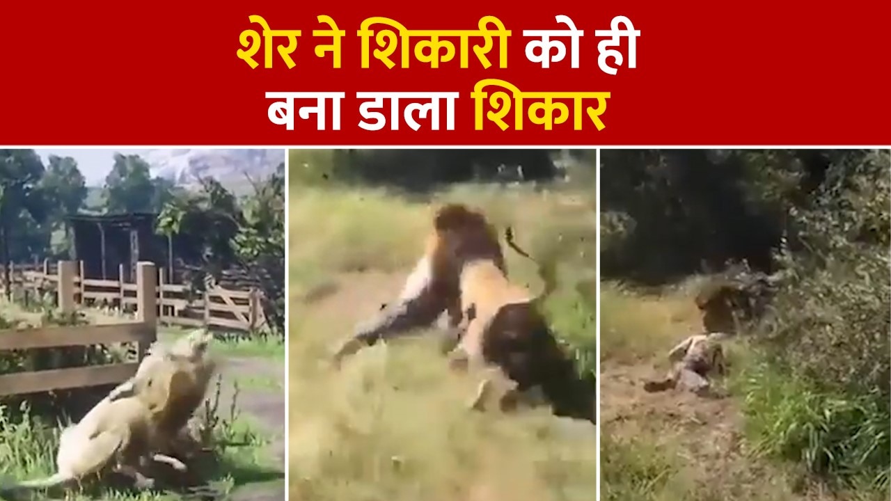 Lion attack hunter and killed him watch horrifying video of lions cub ...