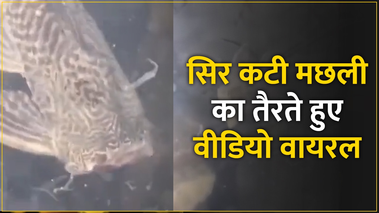 Headless fish was seen floating in the water how did this fish survive ...